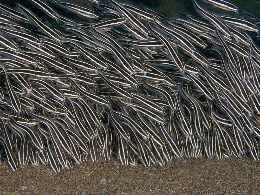 Striped Eel Catfish Art Print by Ilan Ben Tov – Fy!