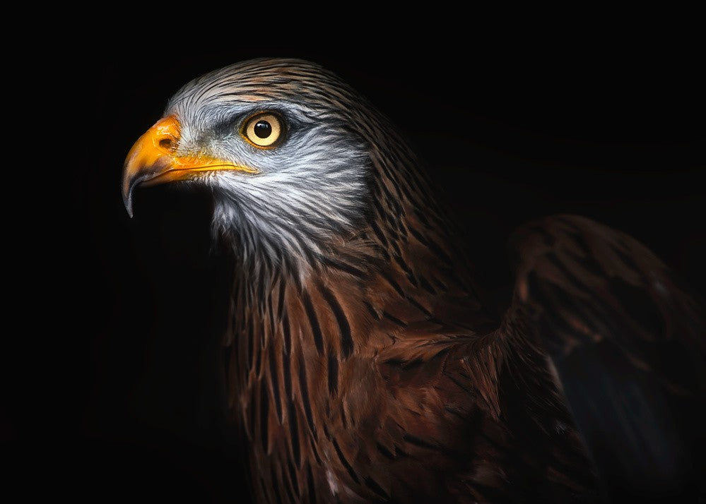 Red kite portrait II Art Print by Santiago Pascual Buye – Fy!