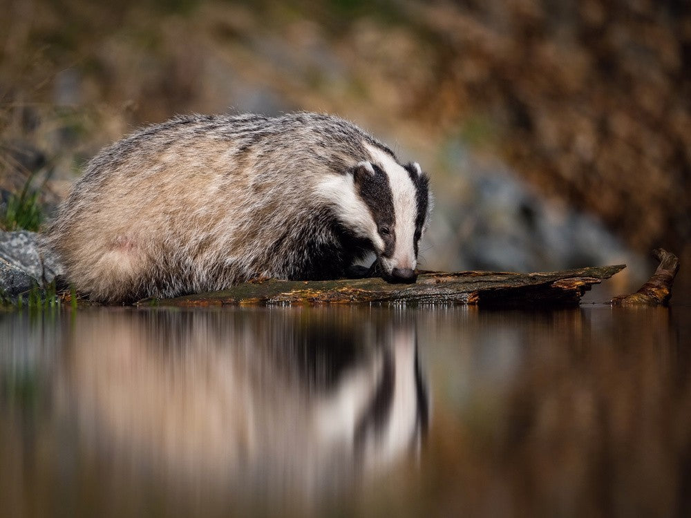 European badger, Meles meles Art Print by Petr Simon – Fy!