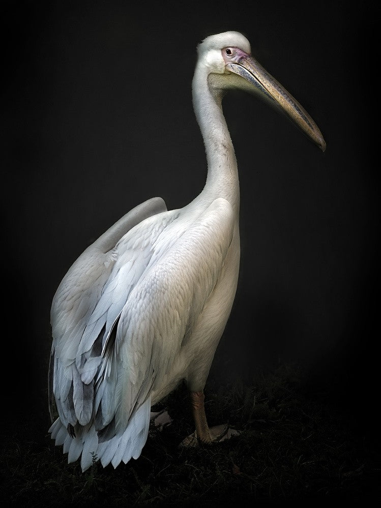 Pelican portrait Art Print by Santiago Pascual Buye – Fy!