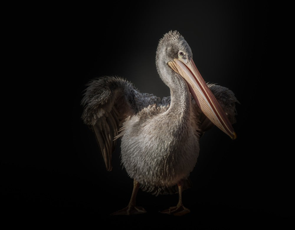 pelican Art Print by Kamera – Fy!