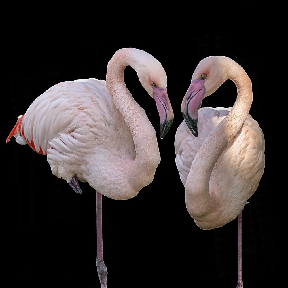 Elegant duo Art Print by Boris Lichtman – Fy!