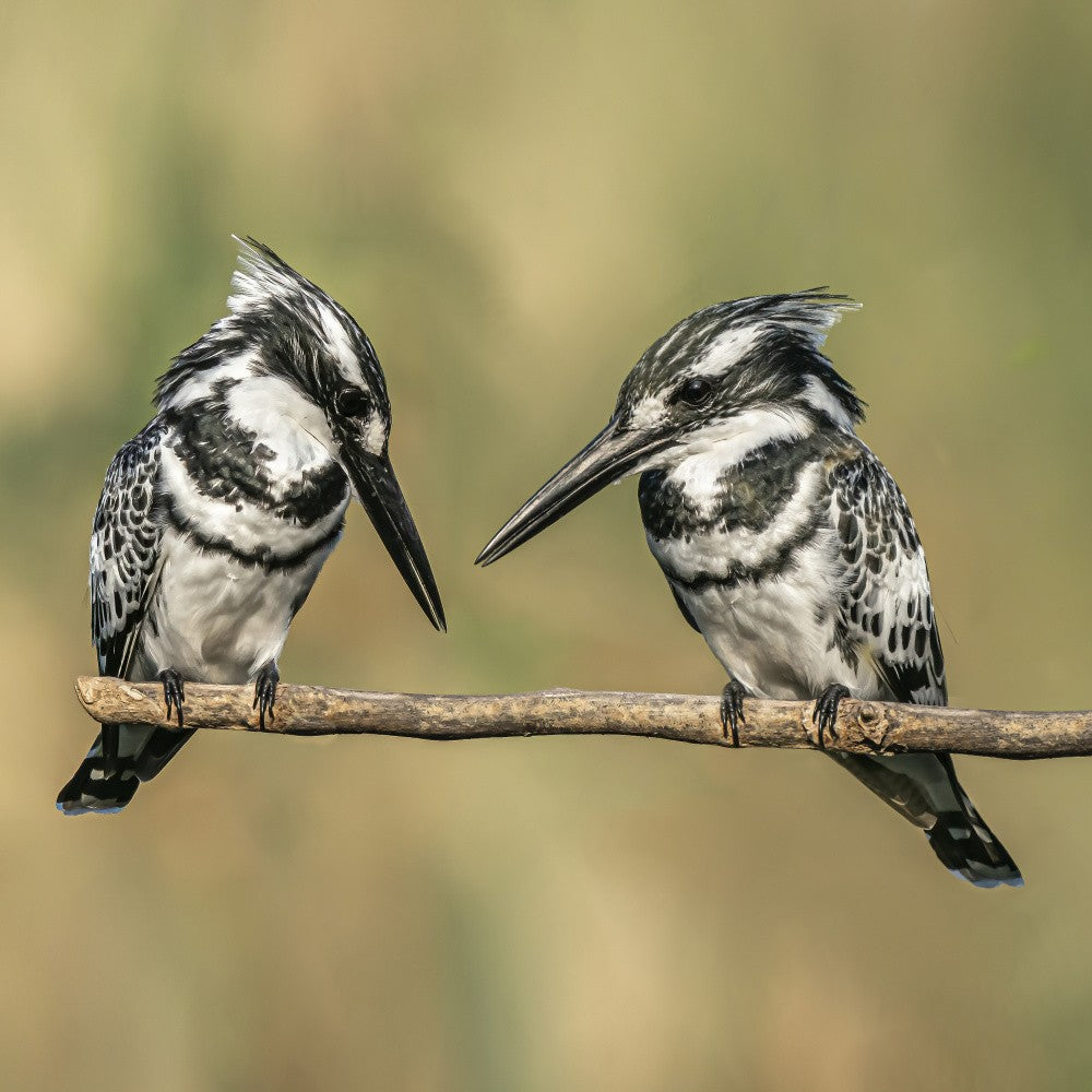 Pied kingfishers Art Print by Boris Lichtman – Fy!
