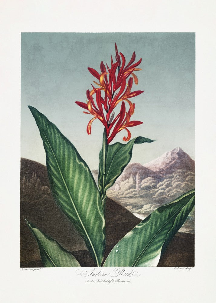 Indian Reed from The Temple of Flora (1807) Art Print by Pictufy – Fy!
