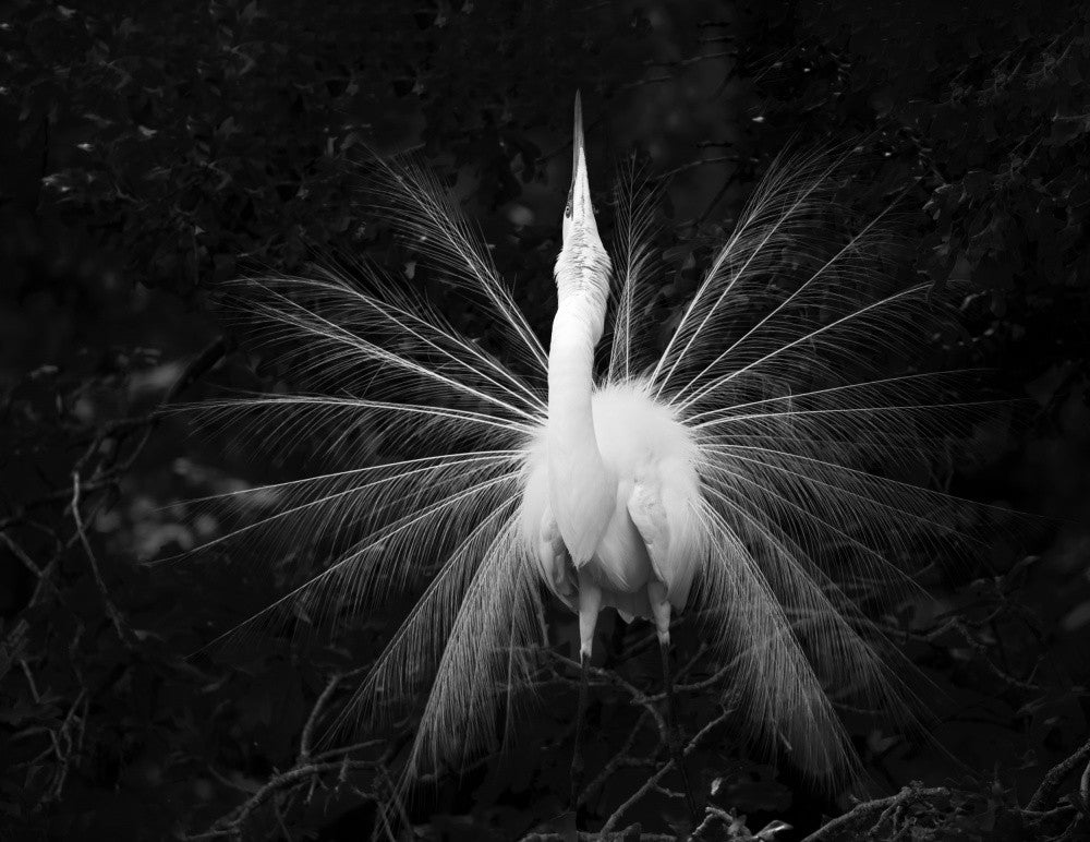 Mating Dance Art Print by Mike He – Fy!