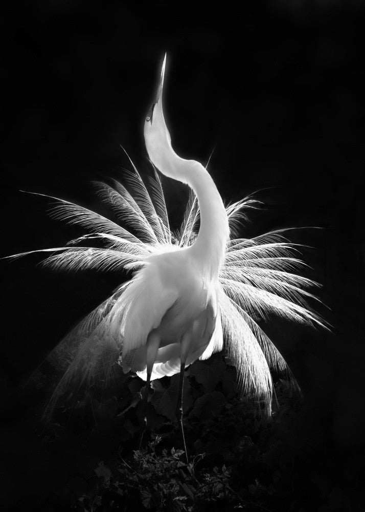Mating Dance Art Print by Jianping Yang – Fy!