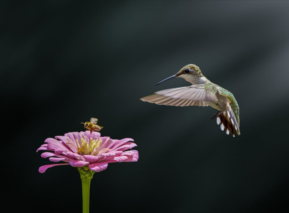 Hummingbird, bee, and flower (II) Art Print by Hannah Wei – Fy!