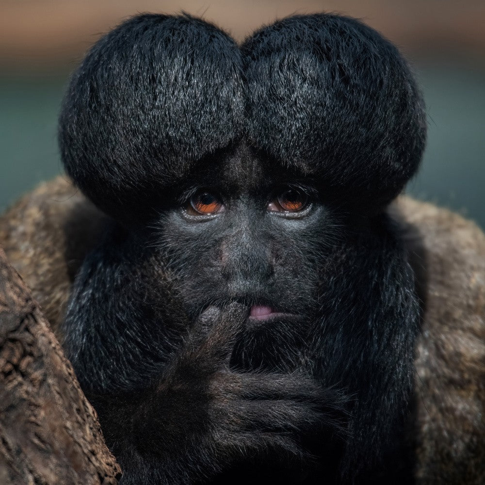 Red-backed Bearded Saki Portrait - Chiropotes chiropotes Art Print by ...