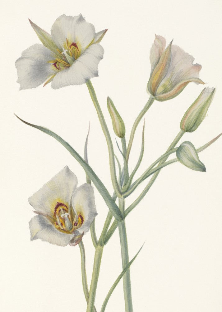 Sego Lily Art Print by Pictufy – Fy!