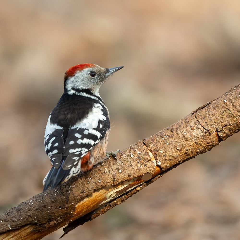 The little middle woodpecker. Art Print by Annie Keizer – Fy!