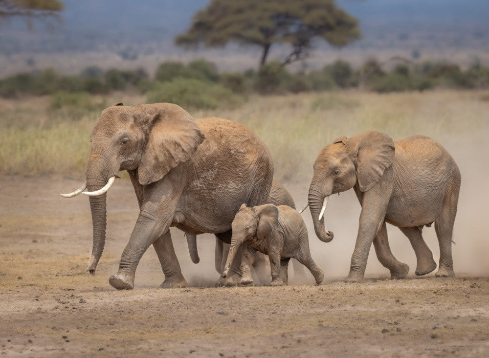 Family Walk Art Print by Mark Strom – Fy!