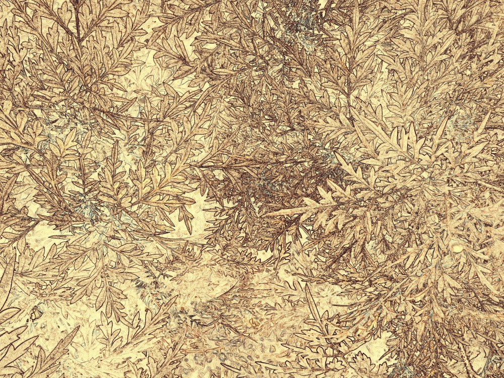Sepia Leaves Dream Art Print by Santhosh Ch – Fy!