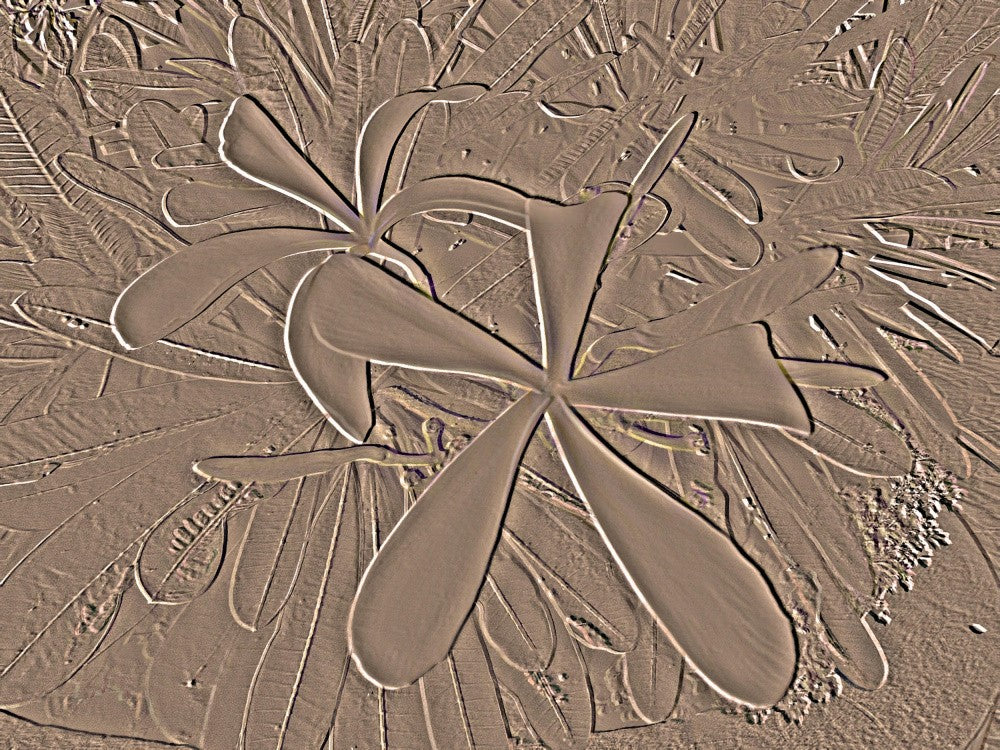 Sand Blossom Etching Art Print by Santhosh Ch – Fy!