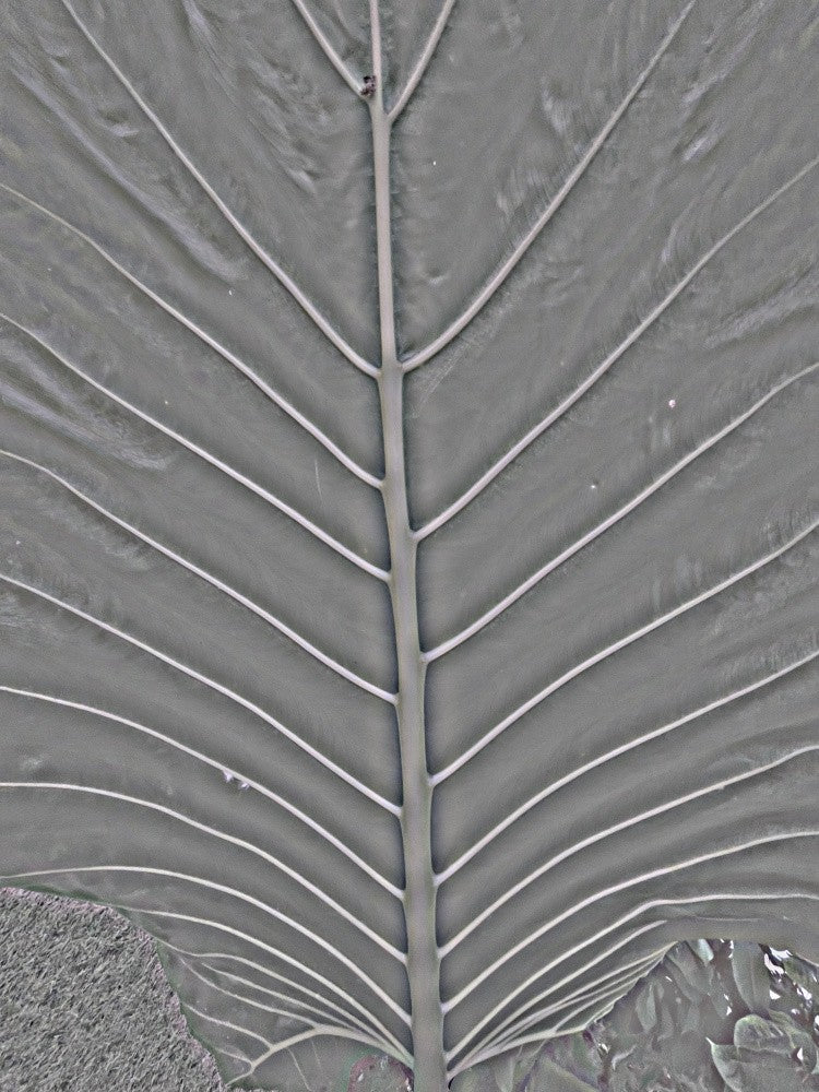 Leaf Vein Matrix Art Print by Santhosh Ch – Fy!
