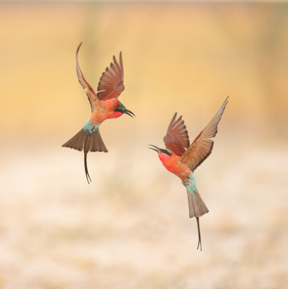 Courtship dancing - 1 Art Print by Cheng Chang – Fy!