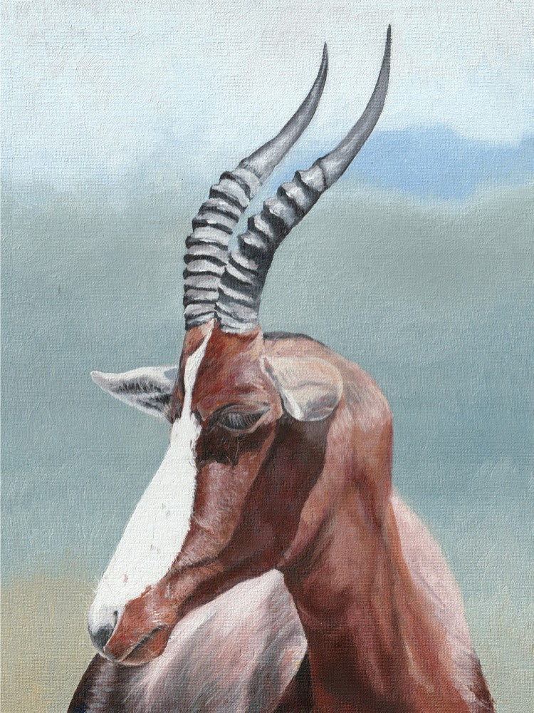 Bontebok By Viccy Wanliss Art Print by Viccy Wanliss – Fy!
