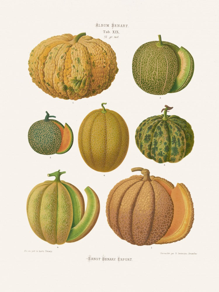 Melons From Album Benary (1876 1886) By Ernst Benary Art Print by ...