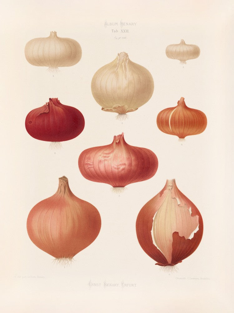 Onions From Album Benary (1876 1886) By Ernst Benary Art Print by ...