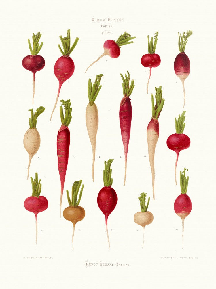 Radishes From Album Benary (1876 1886) By Ernst Benary Art Print by ...