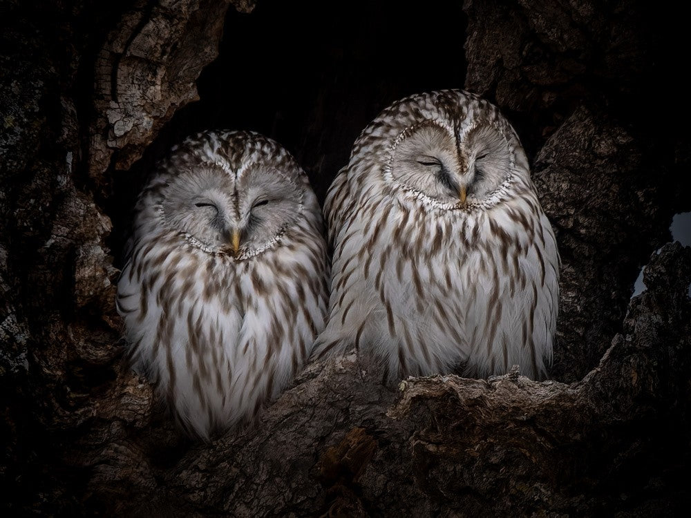 Ural Owls Art Print by Yutaka Kurahashi – Fy!