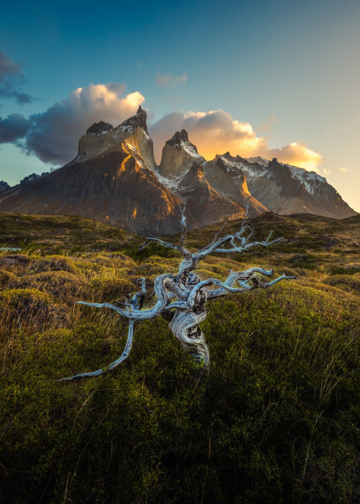 Dead tree under TDP Art Print by Li Ying – Fy!