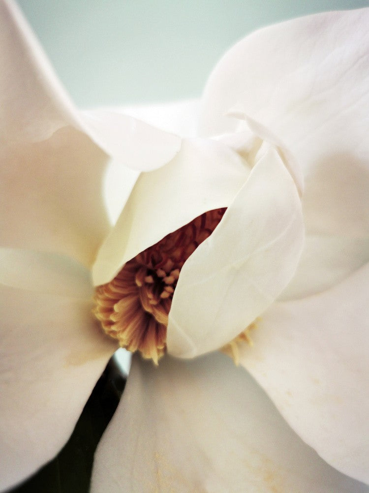 Magnolia (9) Art Print by Angelo Cerantola – Fy!