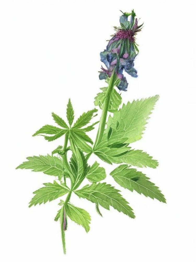 Hedge Nettle Wildflower Watercolour Art Print by Wildflower Studio – Fy!