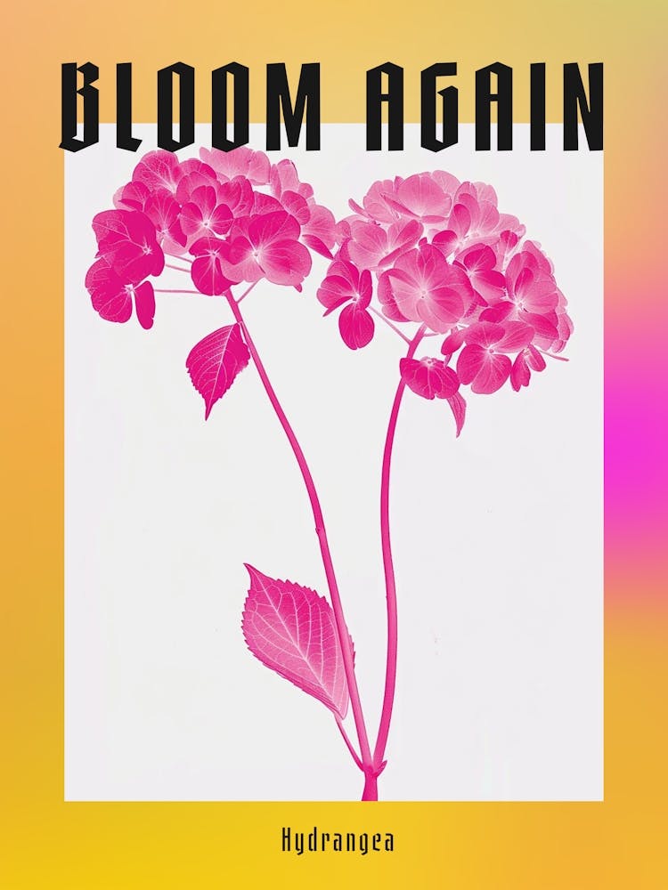 Hot Pink Hydrangea 2 Poster Art Print by Botanic Studio – Fy!