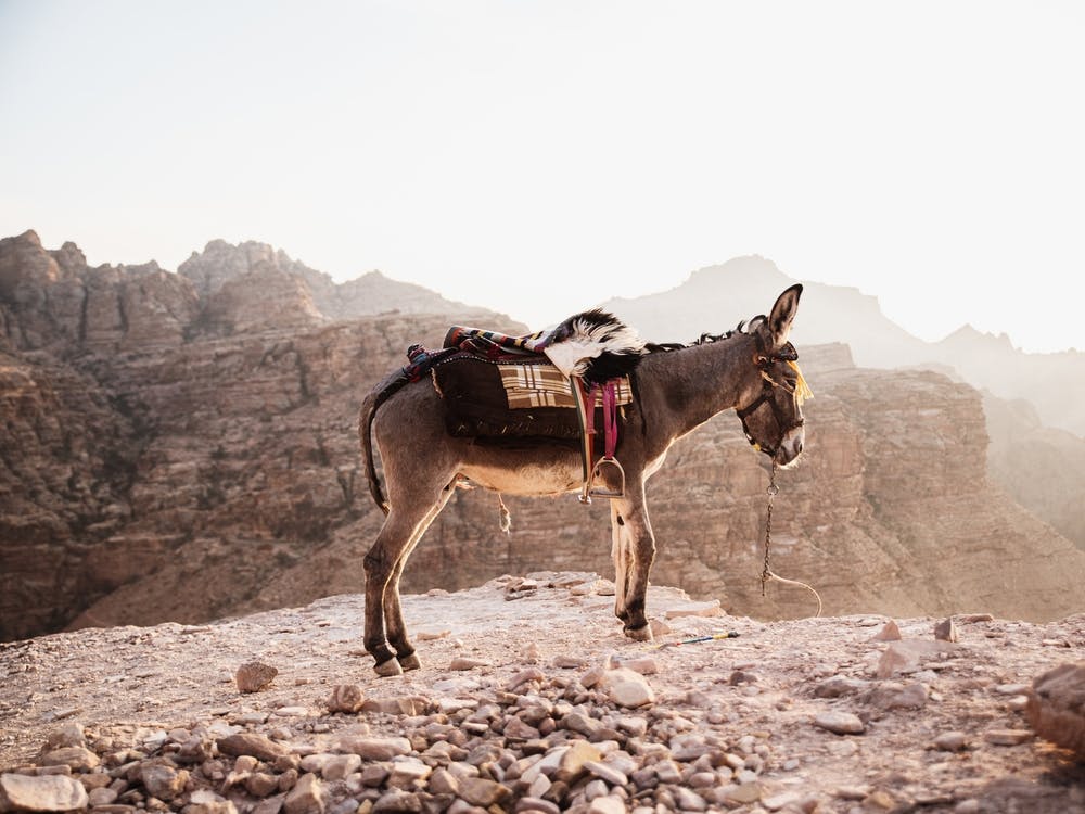 Donkey in Jordan in the dry mountains waiting for it's owner Art Print ...