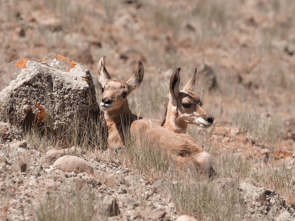 Baby Antelope Calves Art Print by Western Range – Fy!