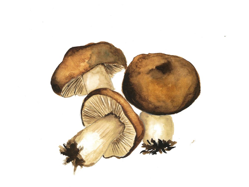Champignon Art Print by nathys_illustration – Fy!