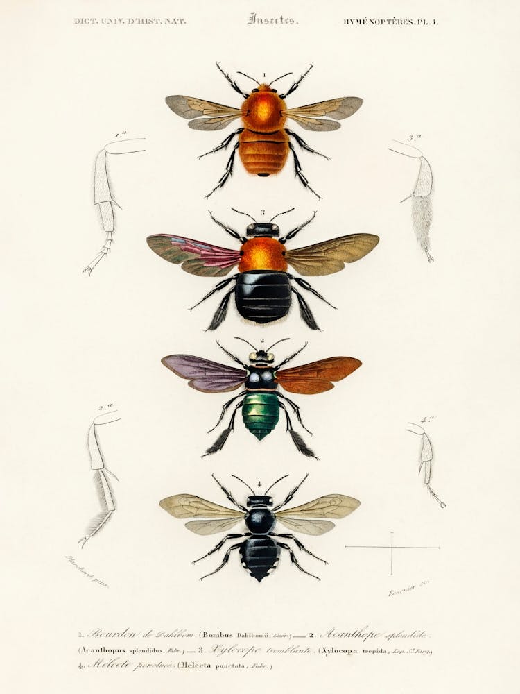 Different Types Of Insects, Charles Dessalines D' Orbigny Art Print by ...