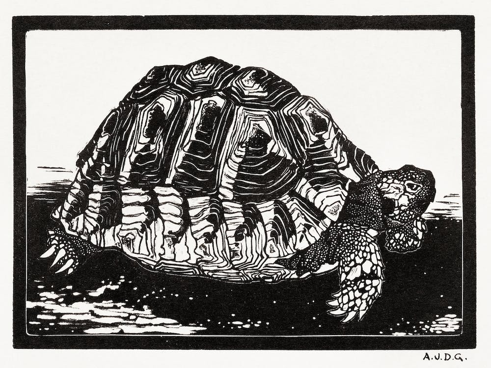 Turtle, Julie De Graag Art Print by Fy! Classic Art Prints and Posters