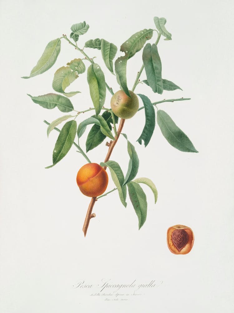 Peach (Amygdalus Persica Iulodermis) From Pomona Italiana (1817 1839 ...