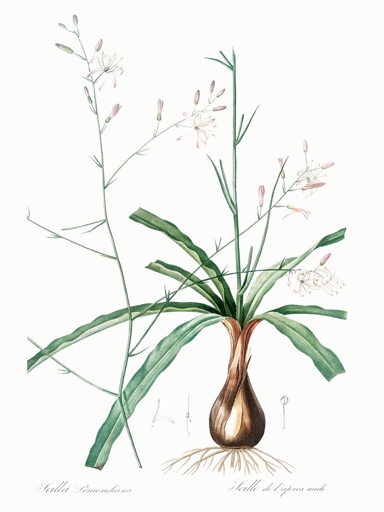 Wavy Leafed Soap Plant Illustration From Les Liliacées (1805), Pierre ...