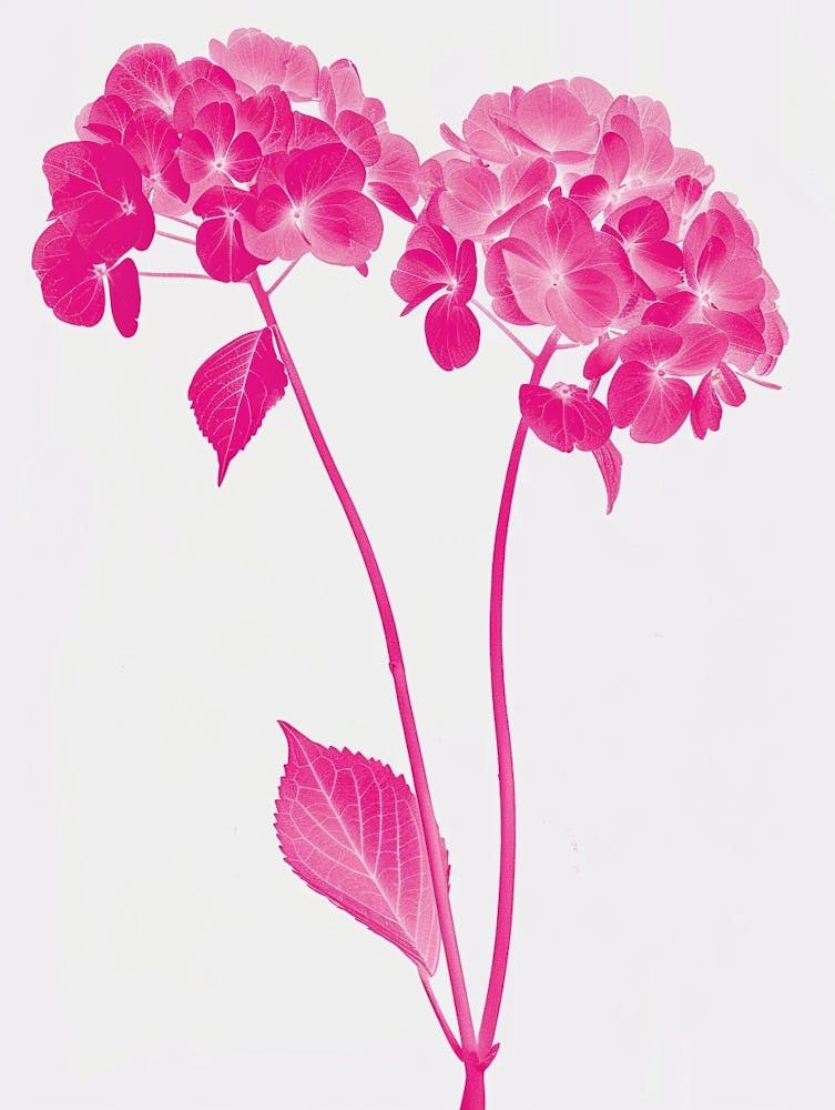 Hot Pink Hydrangea 2 Art Print by Botanic Studio – Fy!