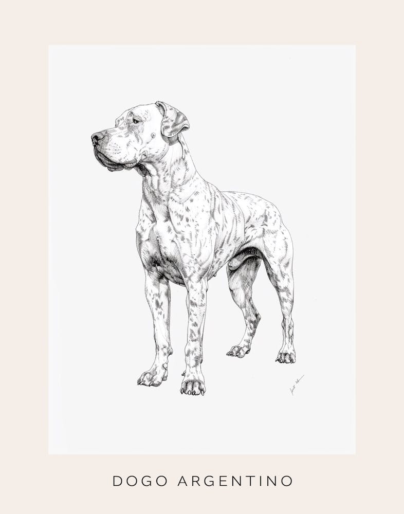 Dogo Argentino Dog Line Sketch 2 Poster Art Print by Woof and Whiskers ...