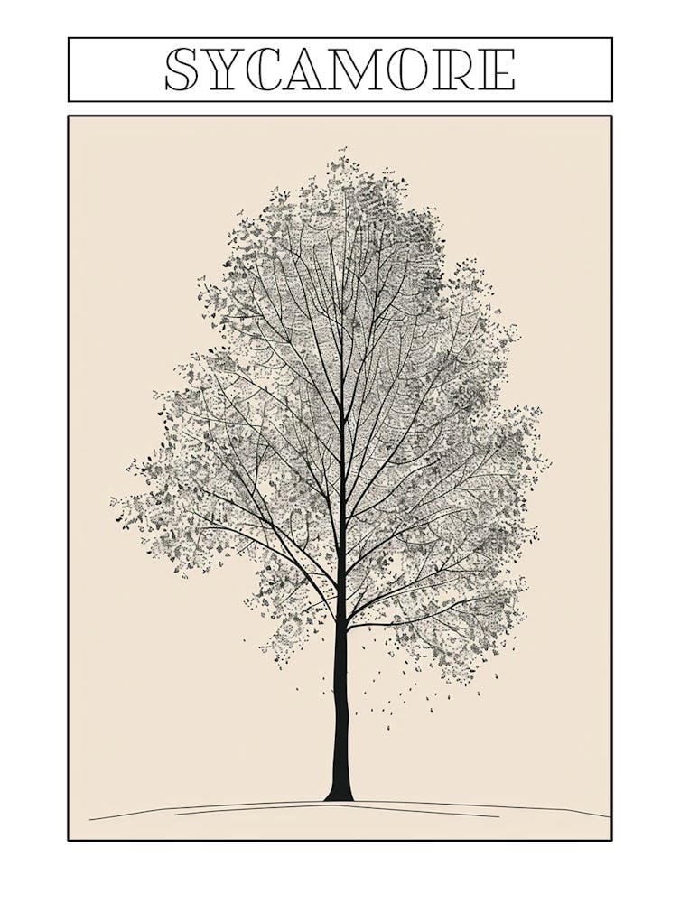 Sycamore Tree Minimalistic Drawing 2 Poster Art Print by Bough And ...