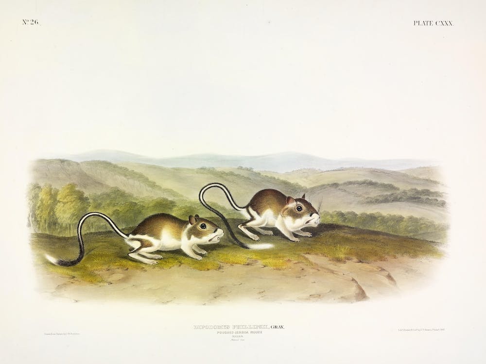 Pouched Jerboa Mouse, John James Audubon Art Print by Fy! Classic Art ...