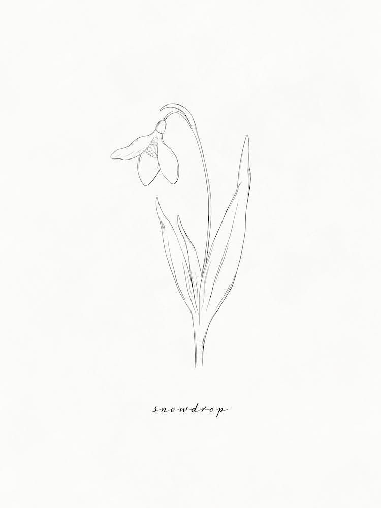 Snowdrop Line Drawing Art Print by Ink Wild Designs – Fy!