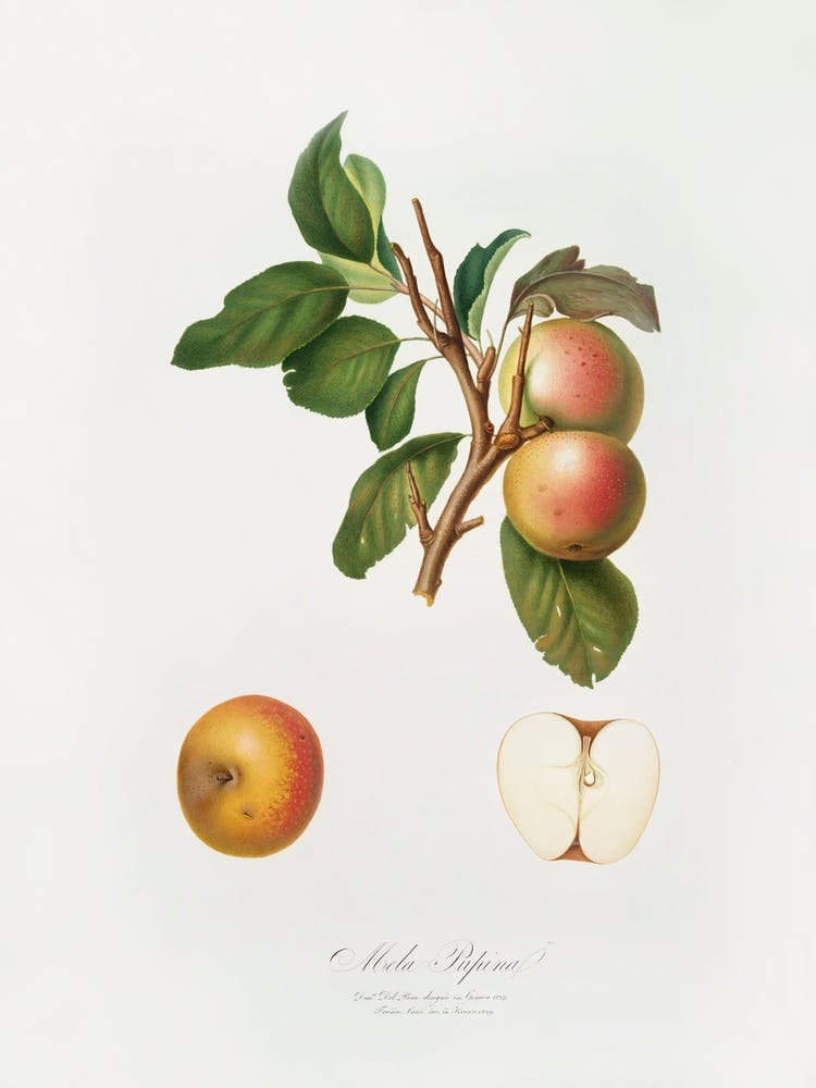 Pupina Apple (Malus Appenninensis) From Pomona Italiana (1817 1839 ...