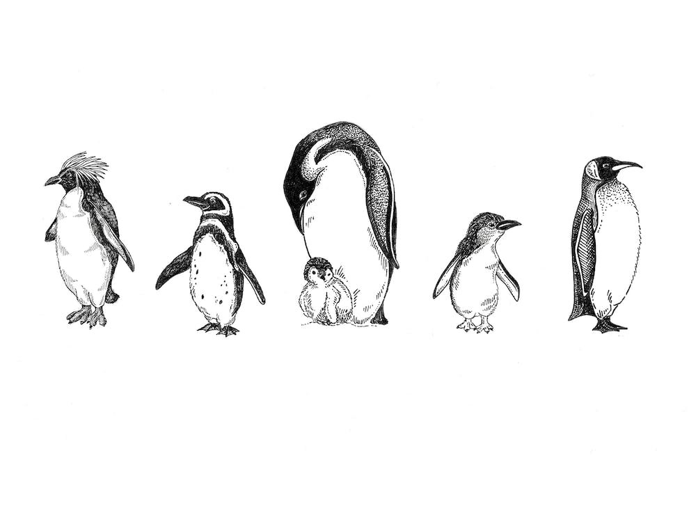 Penguin Line Up Art Print by Rosemary Grace Art – Fy!
