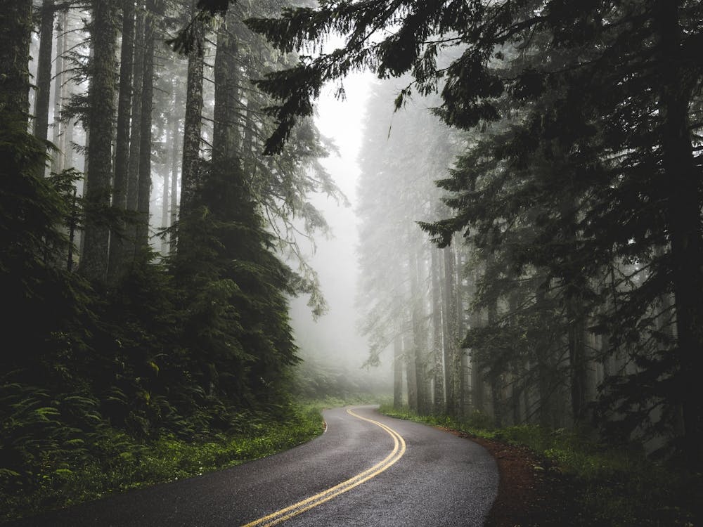 Pacific Northwest Forest Road Dreams Art Print by NatureMagick – Fy!