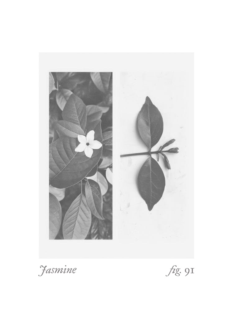 Jasmine Botanical Collage 1 Art Print by All Things Fairy – Fy!