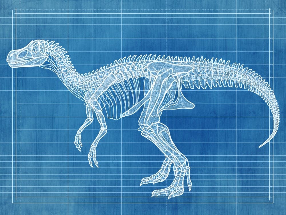 Dilophosaurus Skeleton Hand Drawn Blueprint 3 Art Print by Dino ...