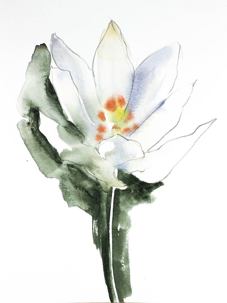 Bloodroot 3 Art Print by Elizabeth Becker – Fy!
