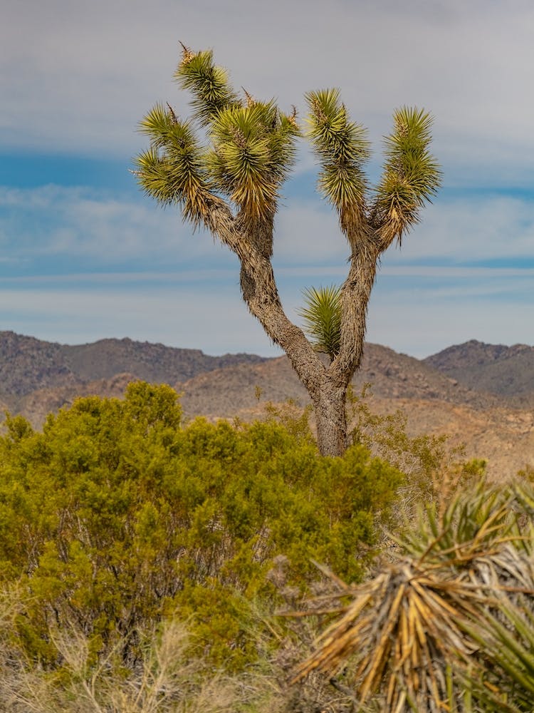 Joshua Peace Tree Art Print by Ferro Studios – Fy!