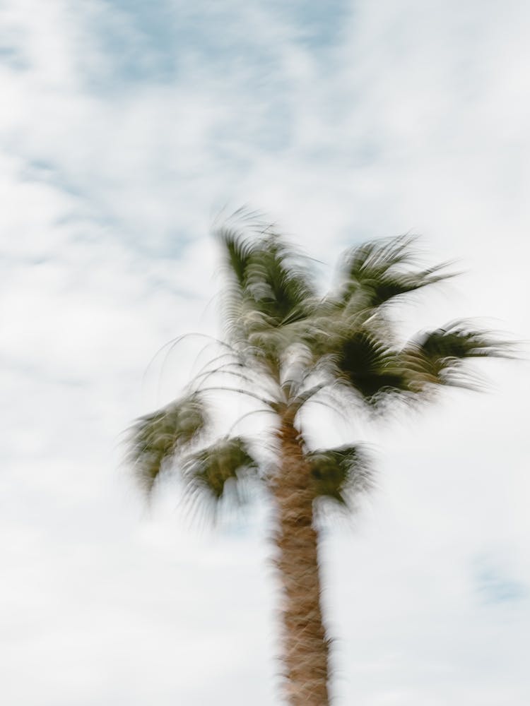Moving Palm Tree Art Print by Photolovers – Fy!