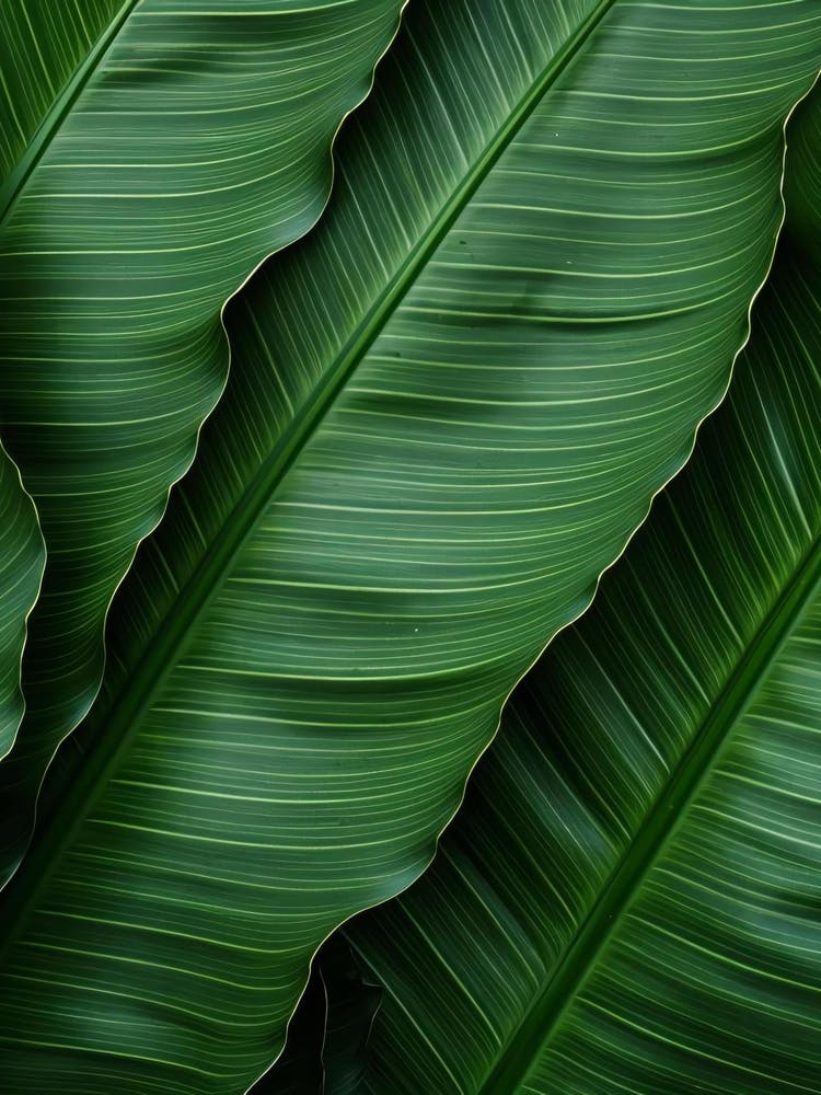 Green Banana Leaf Background Art Print by KWY09 – Fy!