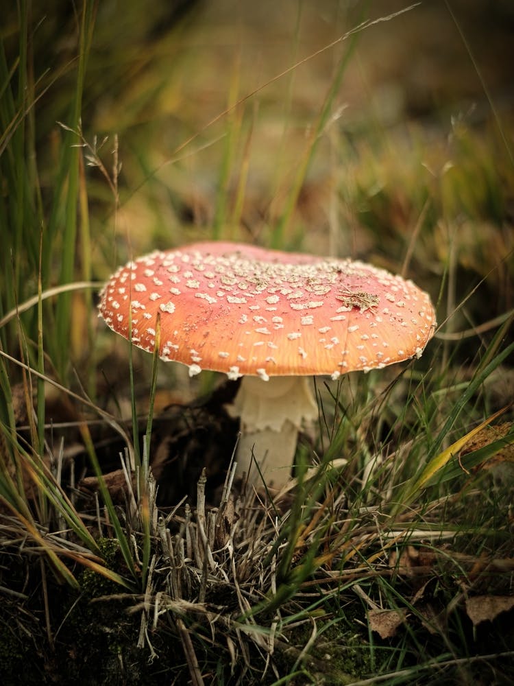 Big Red Mushroom // Nature Photography 1 Art Print by Diana Van Neck ...